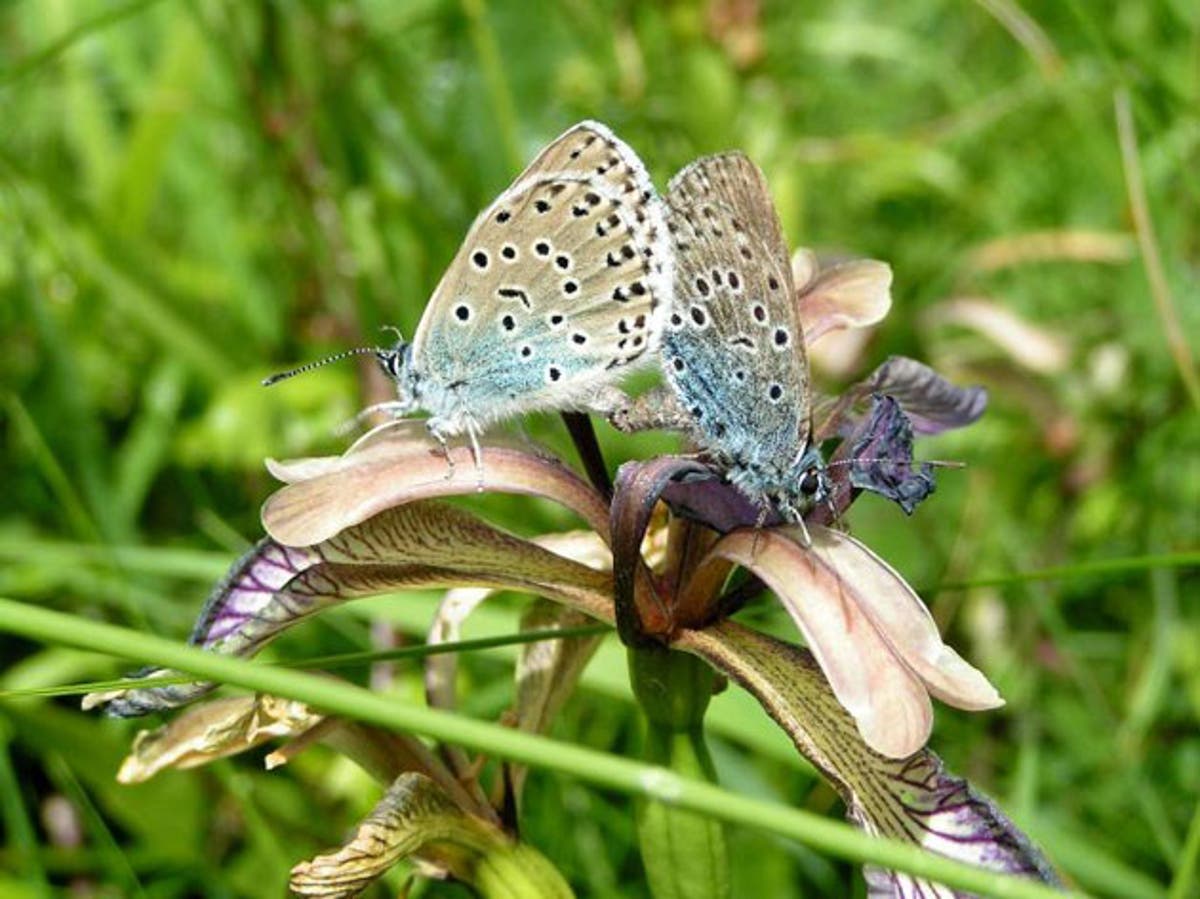 Rare butterfly rises again | The Independent | The Independent