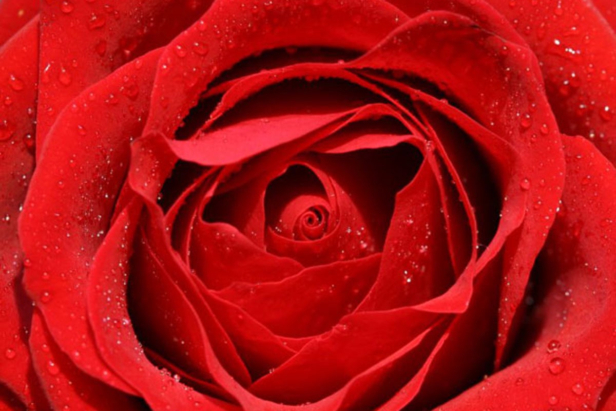 Liz Hoggard: Quit hankering after the One Big Love | The Independent ...