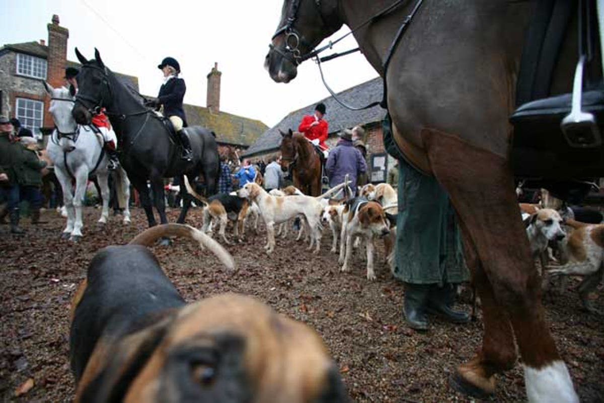 Non-hunting season opens with a nudge and wink | The Independent | The ...