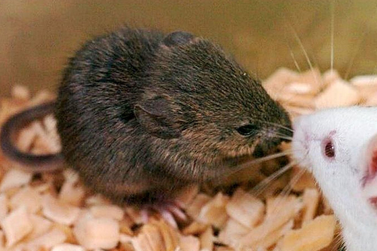 Scientists 'clone mice from deep freeze bodies' | The Independent | The ...