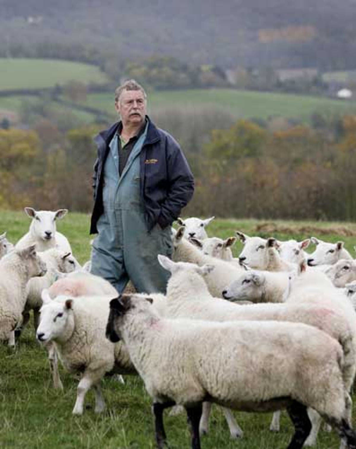 Sheep rustlers ride again | The Independent | The Independent