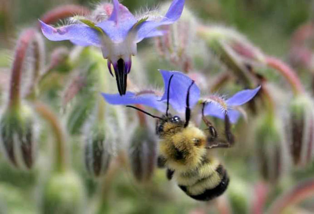 Buzz off, we're taking it easy, bees tell scientists | The Independent ...