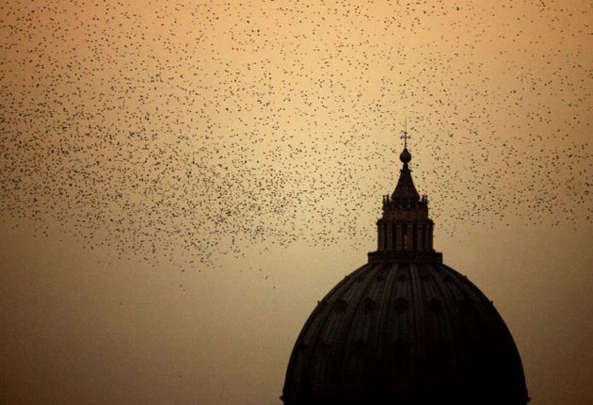 The battle to free Rome's skies of starlings | The Independent | The ...