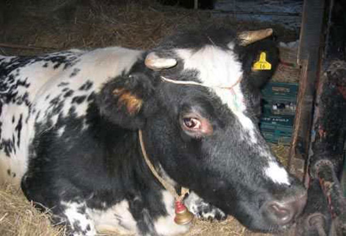 Sorry we killed your cow, RSPCA tells Hindus – have another one | The ...