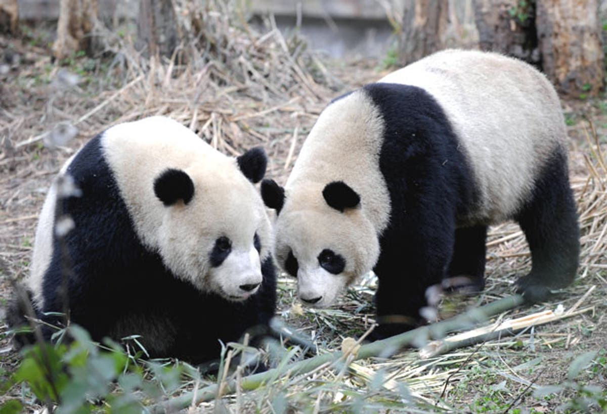 Chinese pandas arrive in Taiwan | The Independent | The Independent