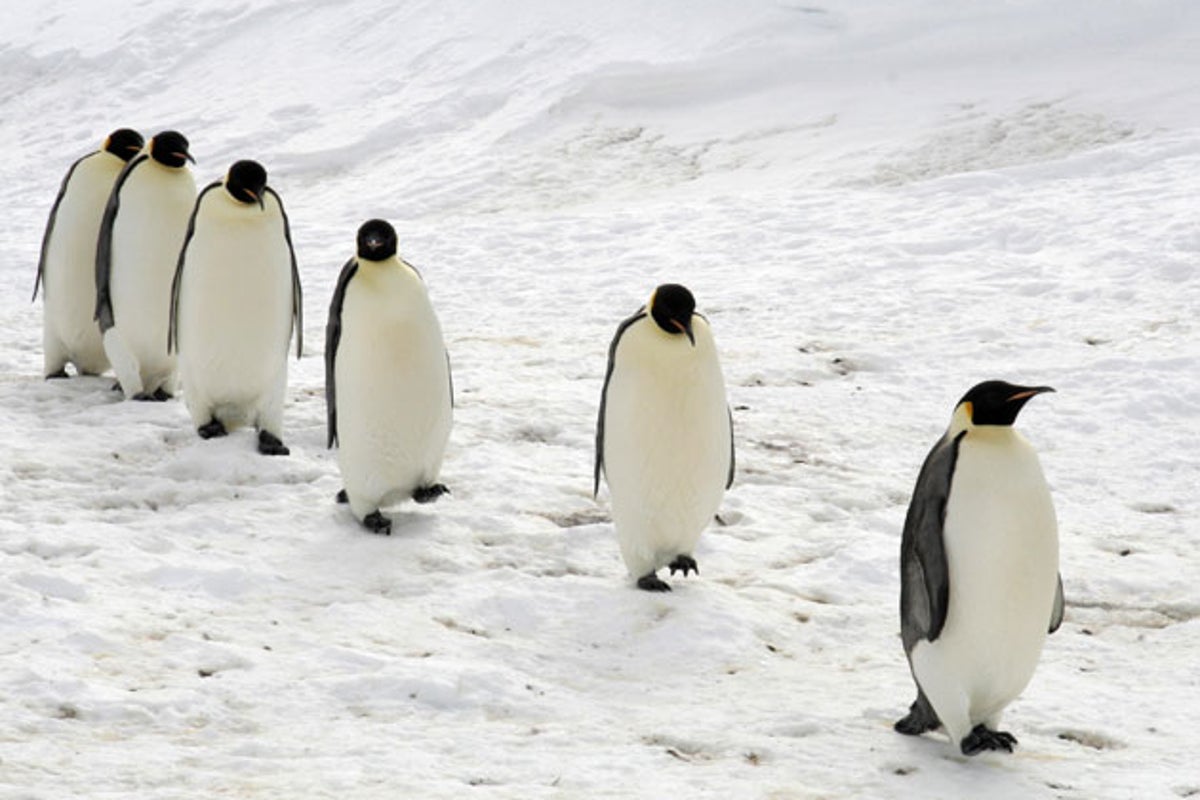 By the left, quick march: The Emperor Penguins migration | The ...