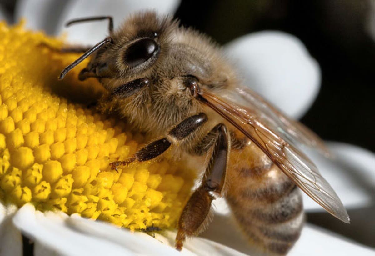'Invisible' colours irresistible to bees | The Independent | The ...