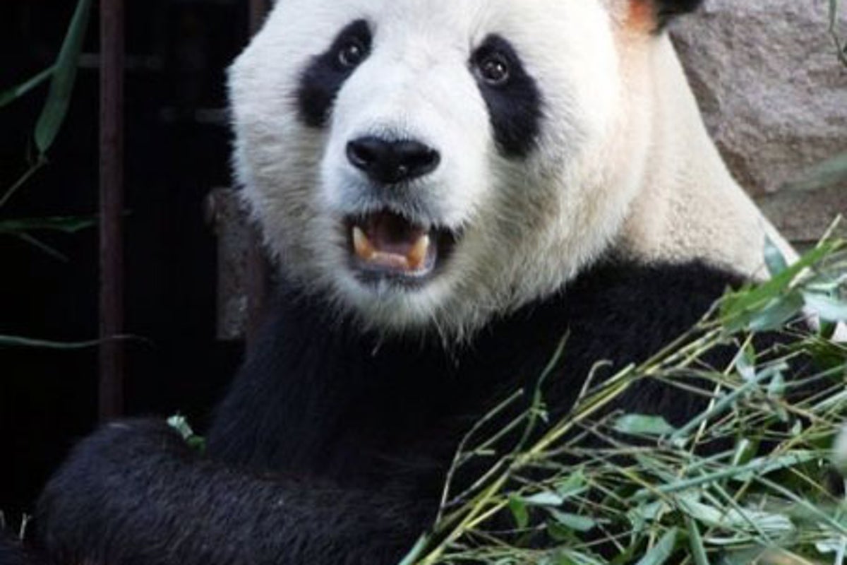 Panda puts a third victim in hospital after attack at zoo | The ...