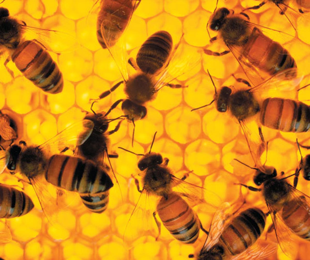 Civilisation: how social insects took life to a new level of ...