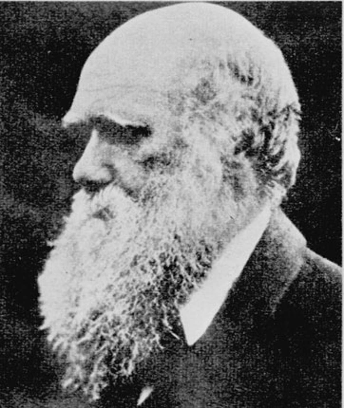 The origins of Darwin's theory: It may have evolved in Tibet | The ...