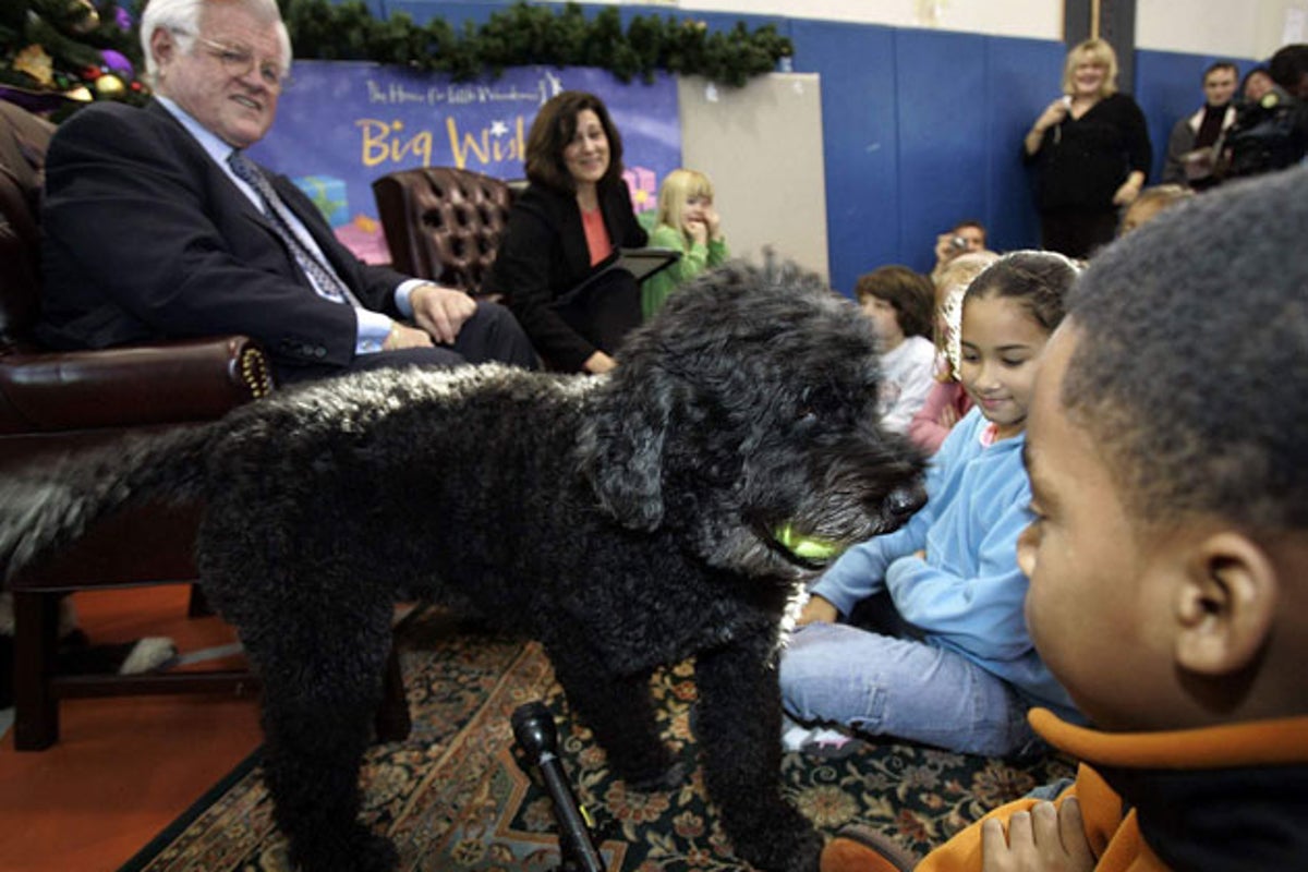 Portuguese will become First Dog at the White House | The Independent ...