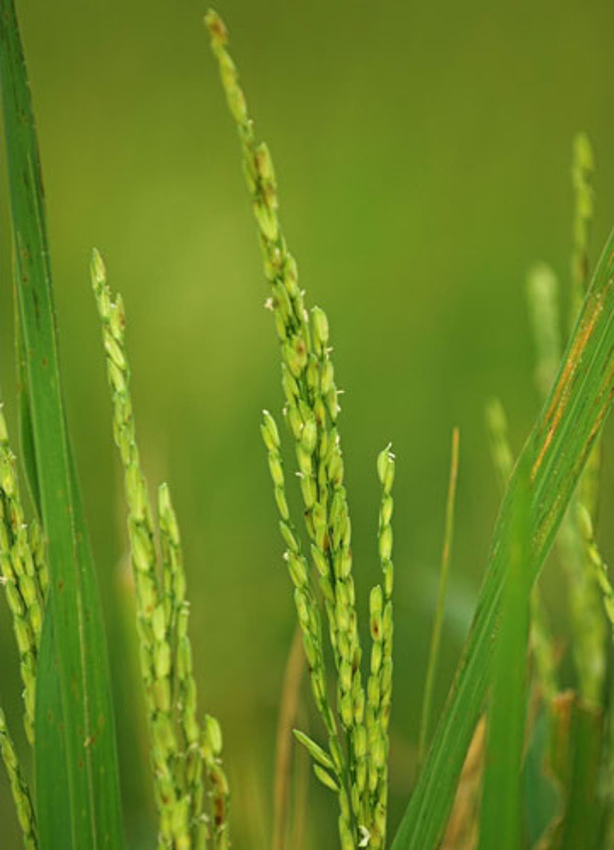 'Miracle rice' gives Uganda hope of its own green revolution | The ...