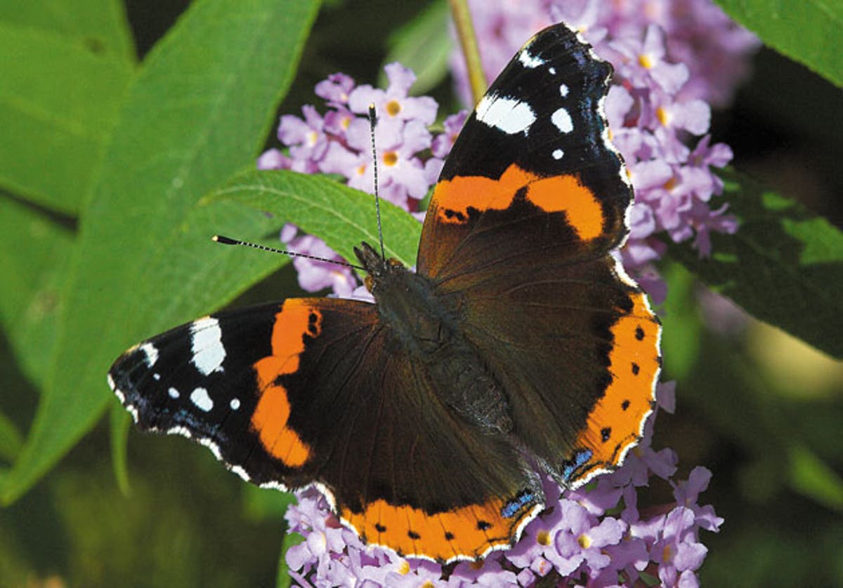 Red admiral | The Independent | The Independent