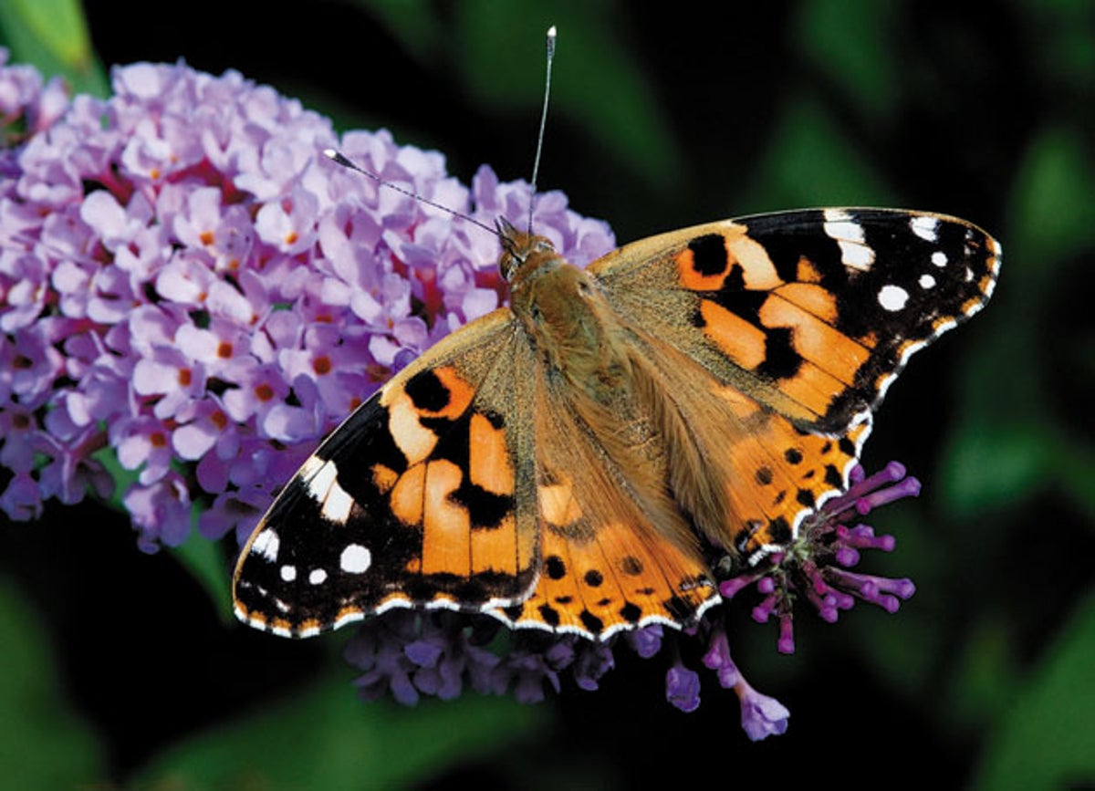 Painted Lady Butterfly Food Web
