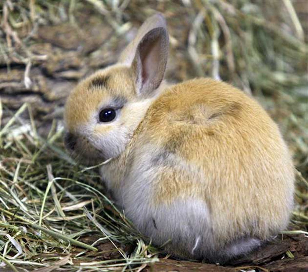 Teacher killed and skinned rabbit in class to 'show children how meat ...