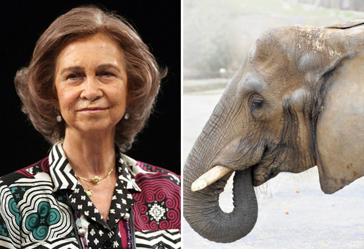 Queen's trunk call gives depressed Susi new home | The Independent ...