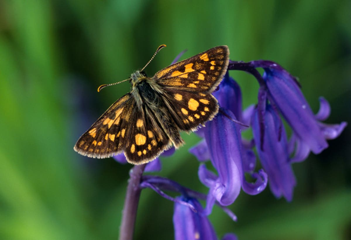 Epic trip to trace the remotest of our native butterflies | The ...