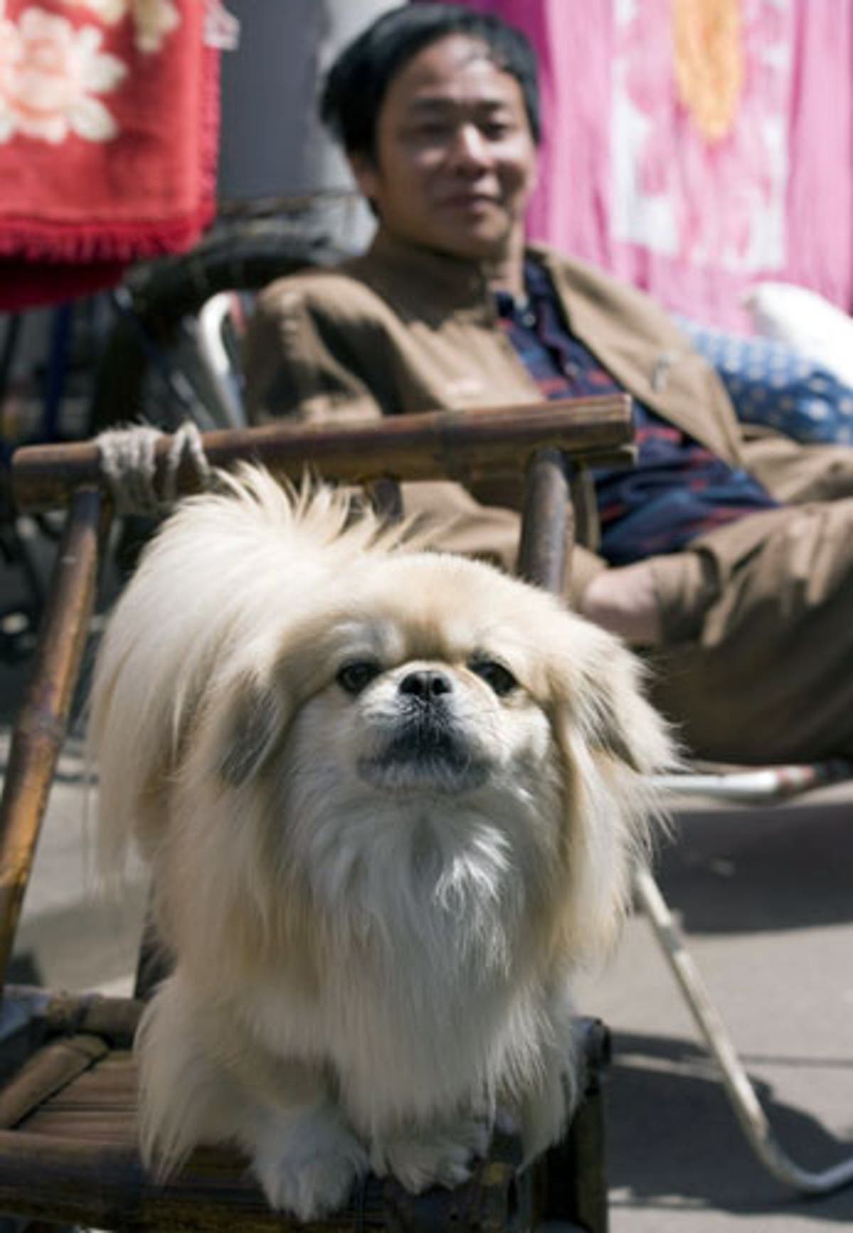 Pet owners dismayed at China's one-dog law | The Independent | The ...