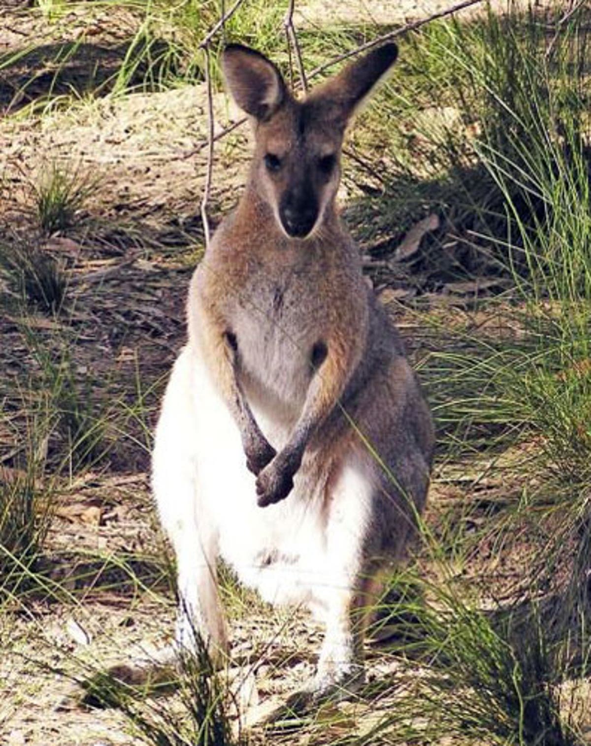 'Stoned' wallabies make crop circles | The Independent | The Independent