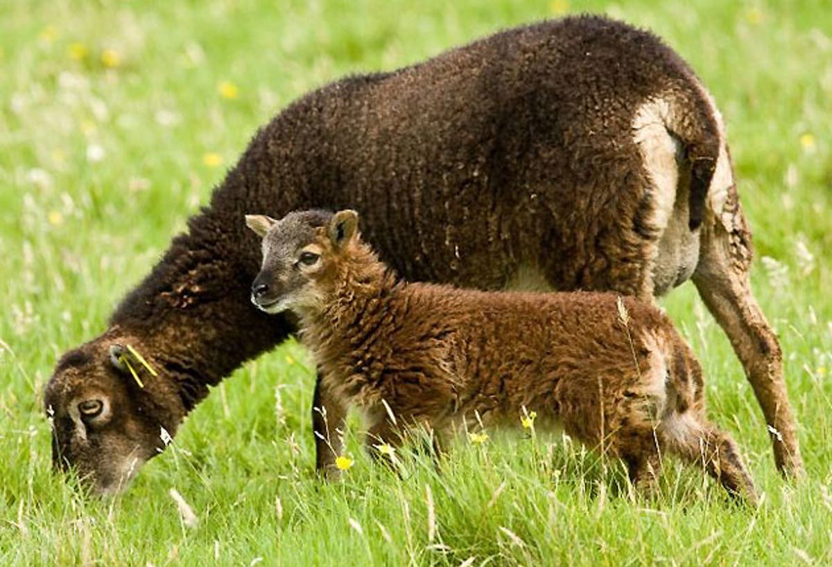 How global warming shrank St Kilda's sheep | The Independent | The ...