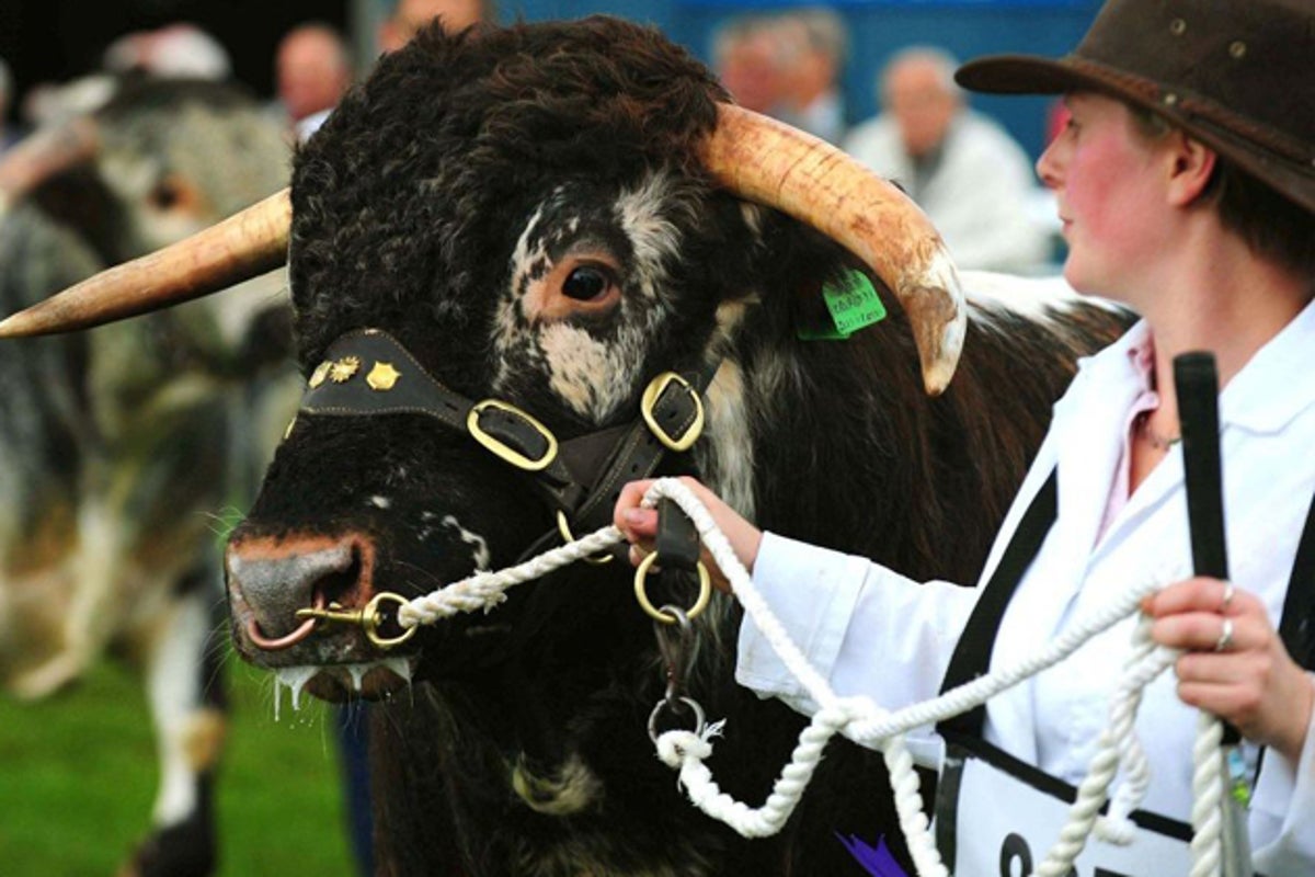 The Big Question: What is the Royal Show, and why is it coming to an ...