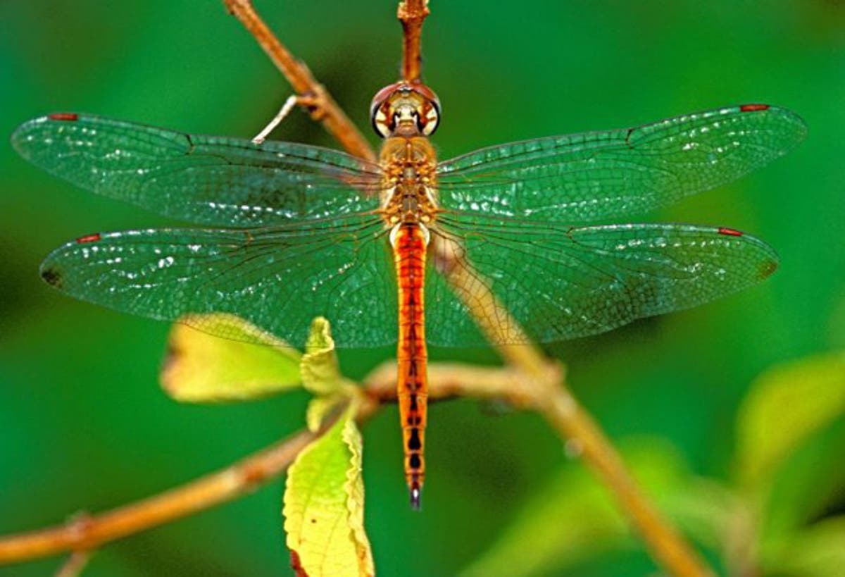 From India to Mozambique, the insect world's greatest migrant | The ...