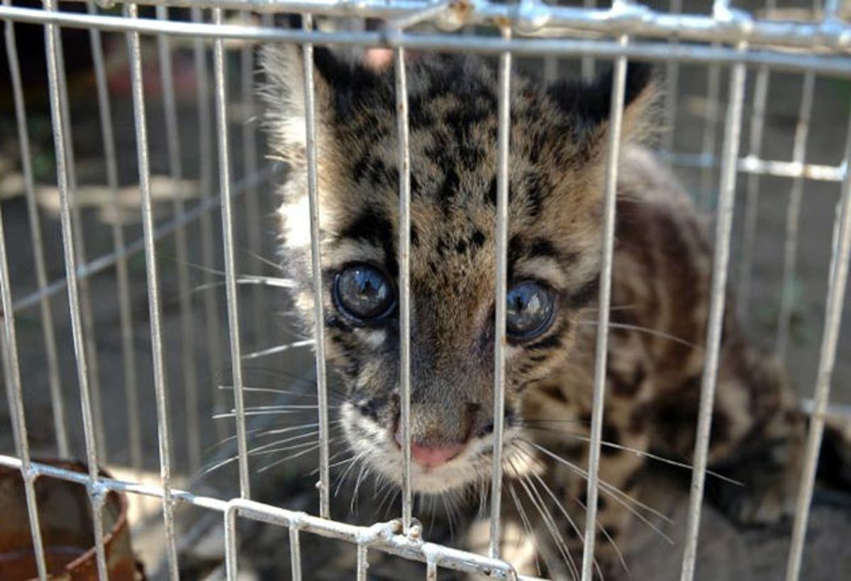 Villagers discover 'extinct' leopard cub eating a monkey | The ...