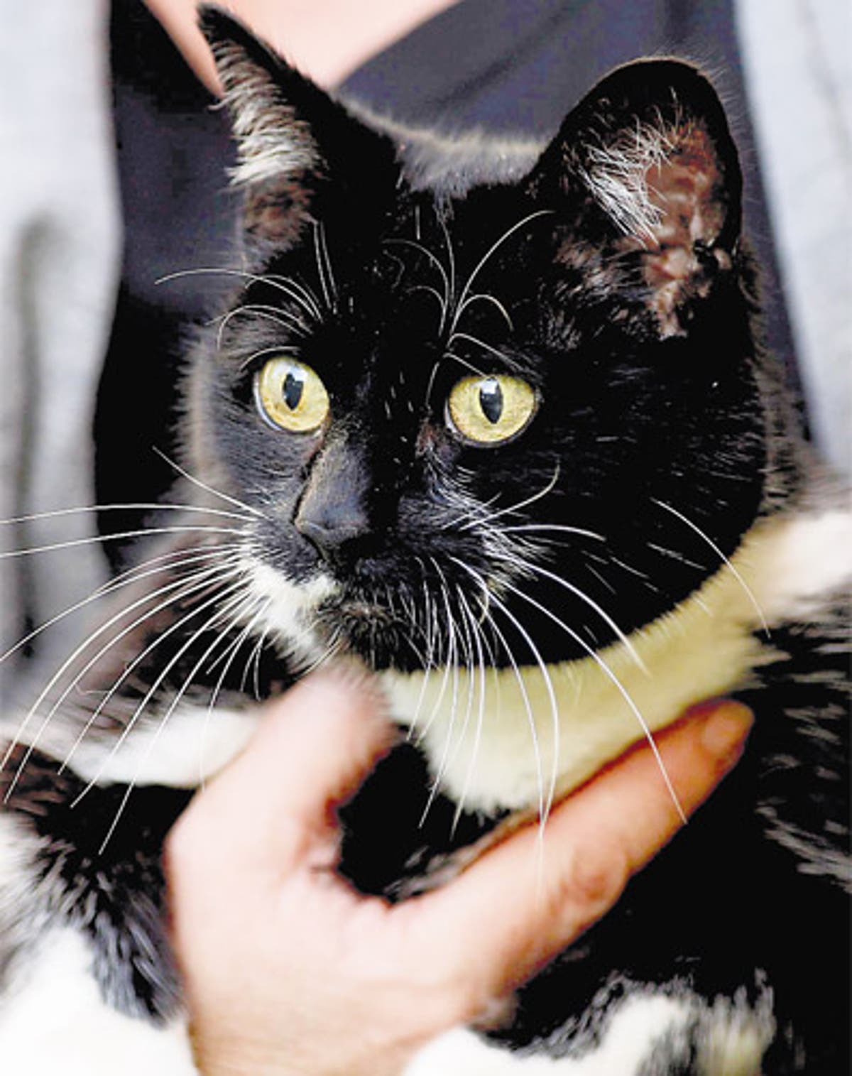 Farewell to the original New Labour cat | The Independent | The Independent