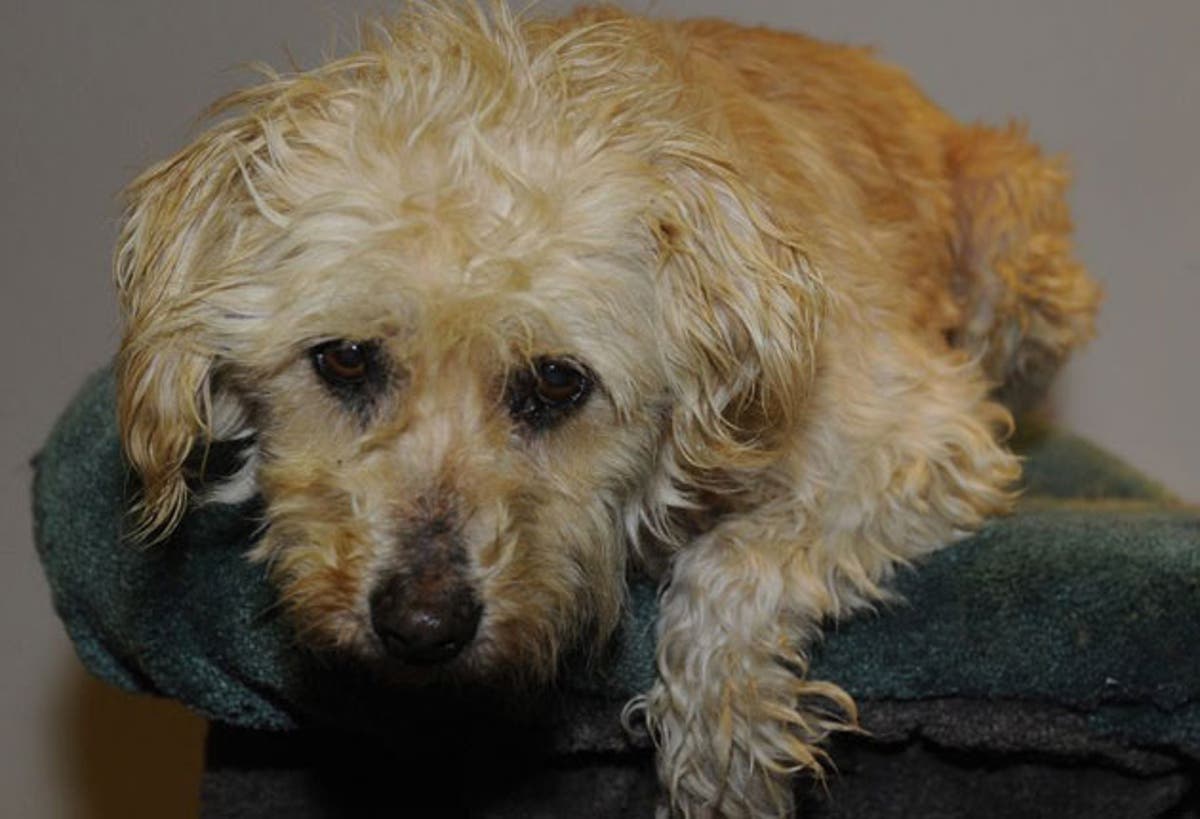 Muffy the dog returns nine years on | The Independent | The Independent