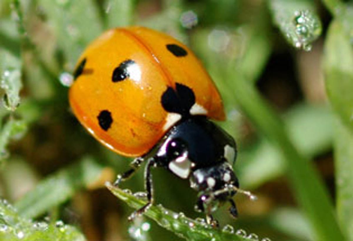 Ladybird invasion hits Norfolk | The Independent | The Independent