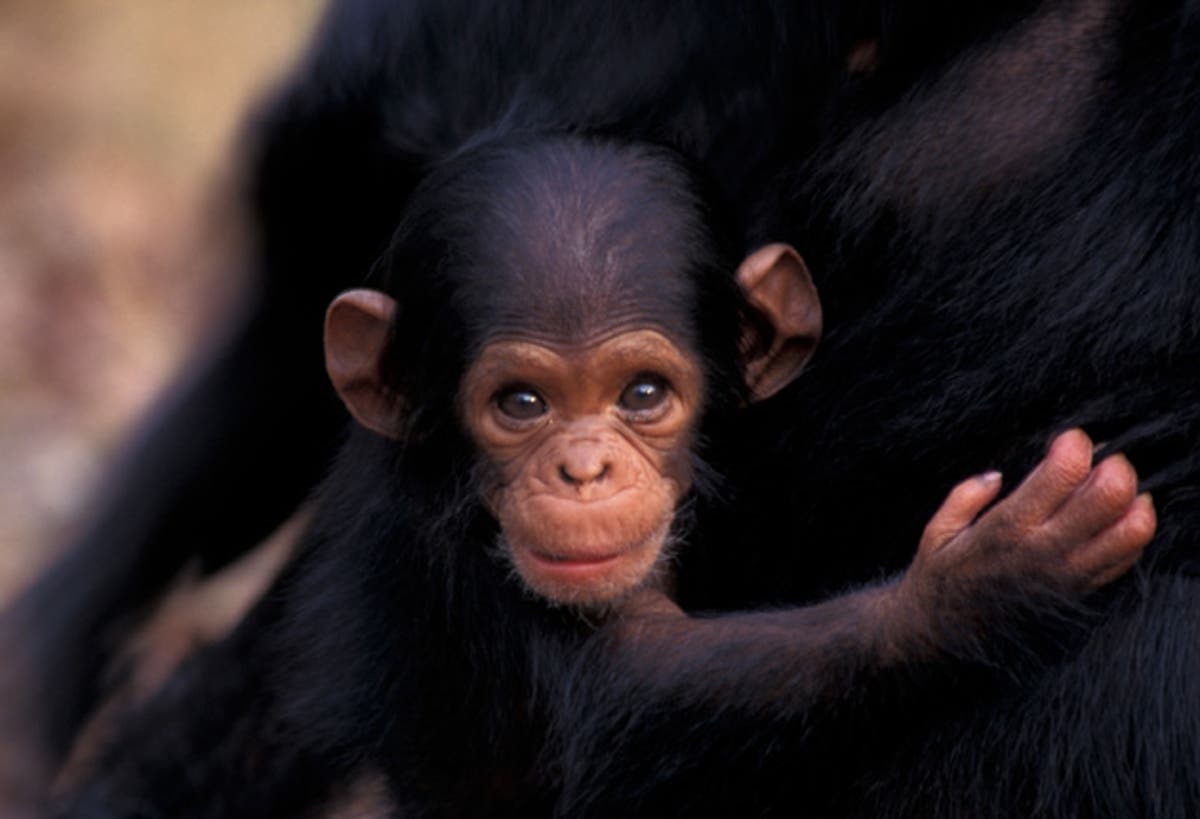Chimp infants know when to turn off tears | The Independent | The ...