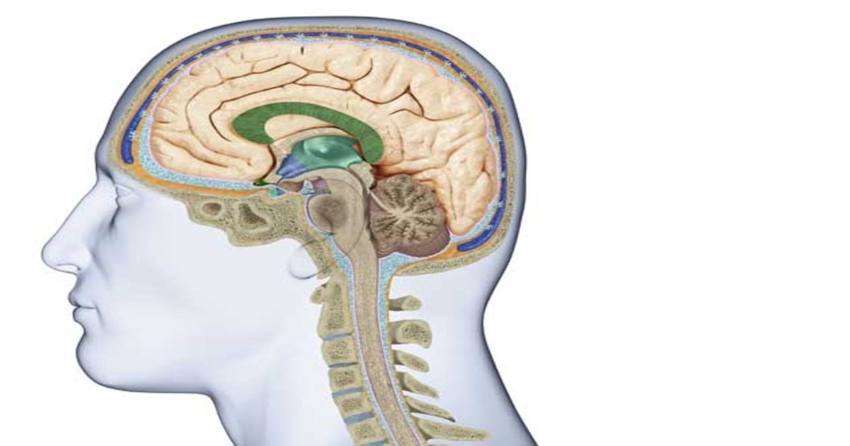 Grey Matter Brain