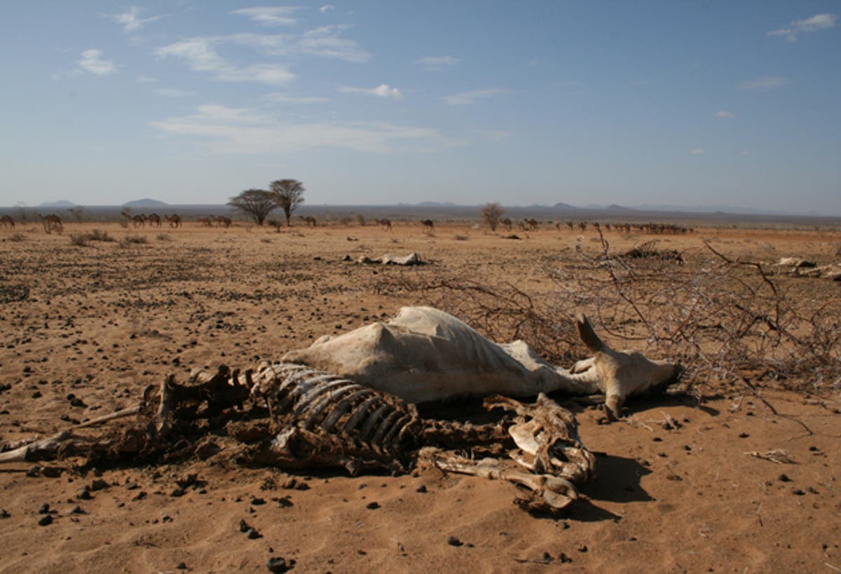 The great drought: Disaster looms in East Africa | The Independent ...