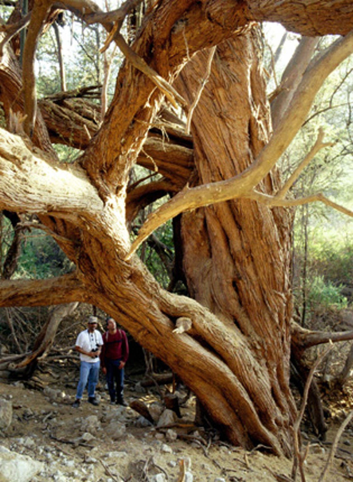 Why the Nasca's big mistake was to cut down the huarango tree | The ...