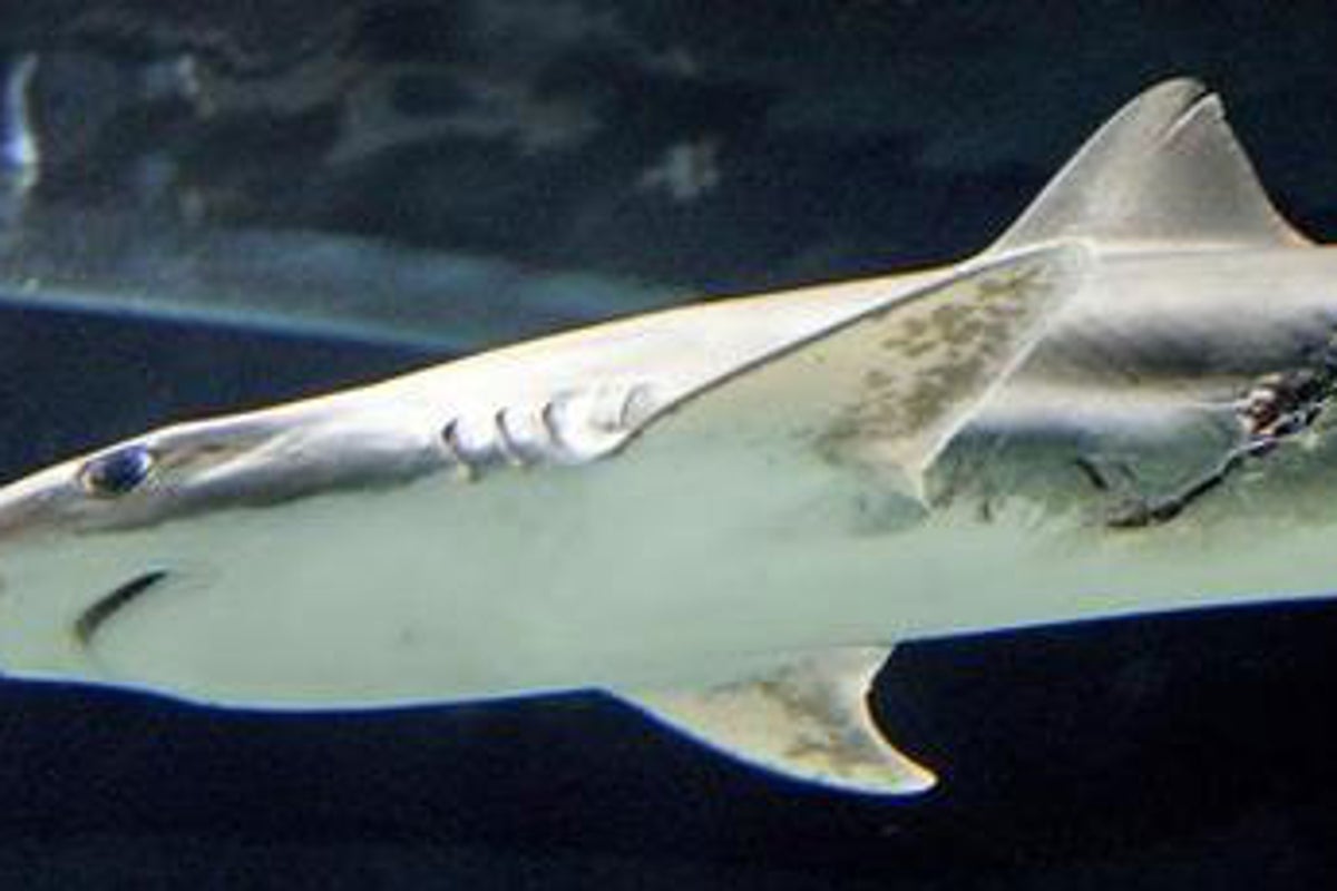 Sharp-toothed shark acts as midwife | The Independent | The Independent