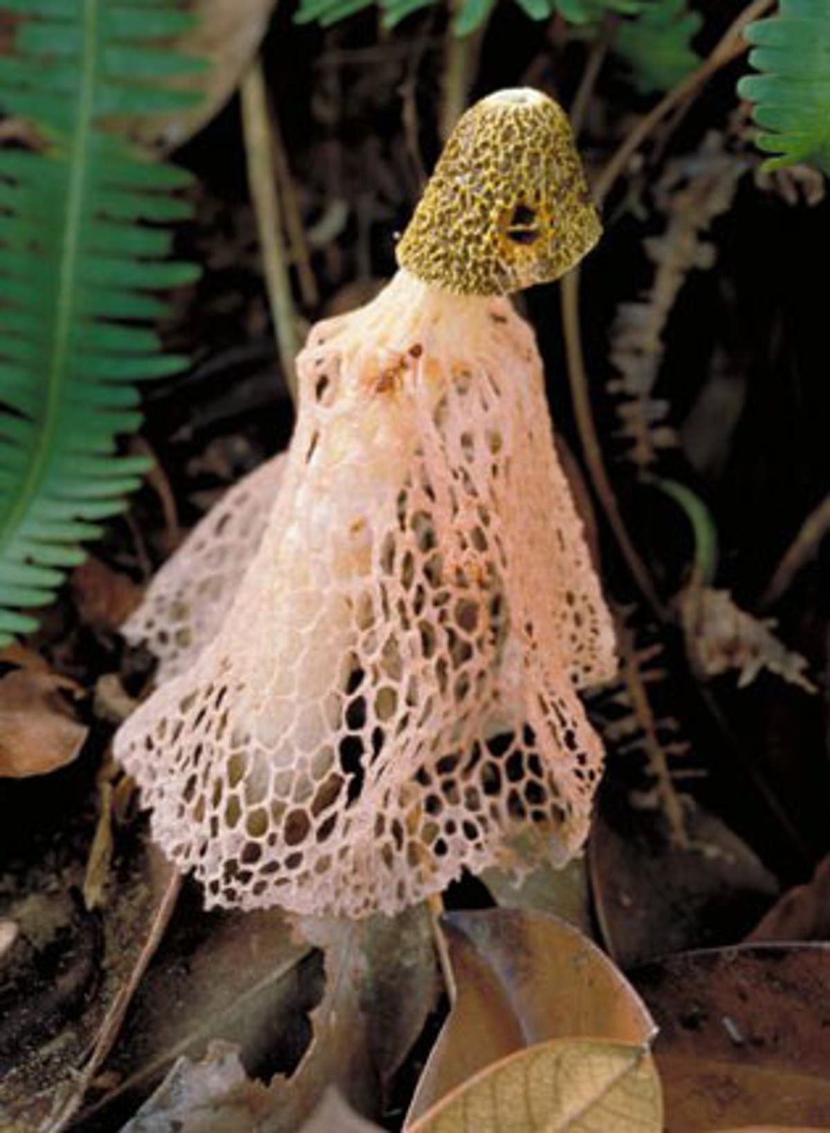 Kew's giant fungi collection | The Independent | The Independent