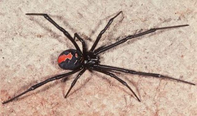 Redback spider scare at Japan’s Osaka Expo sparks safety warning | The ...