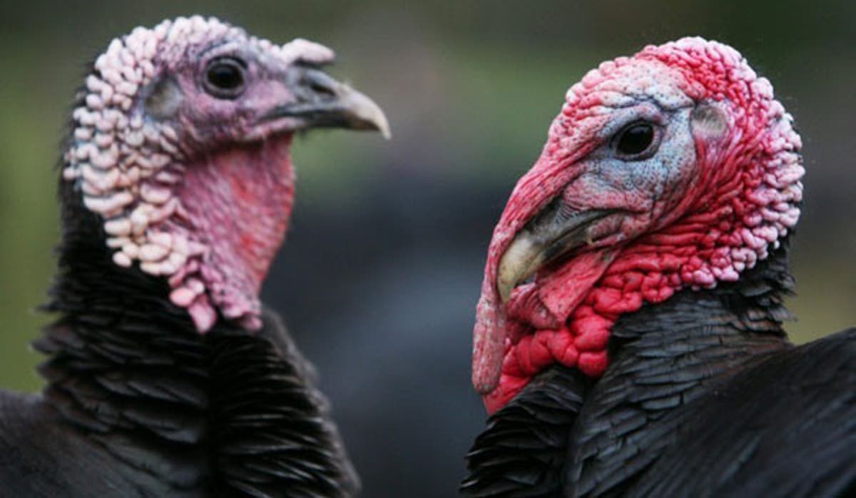 Consuming Issues: The truth about British turkeys | The Independent ...