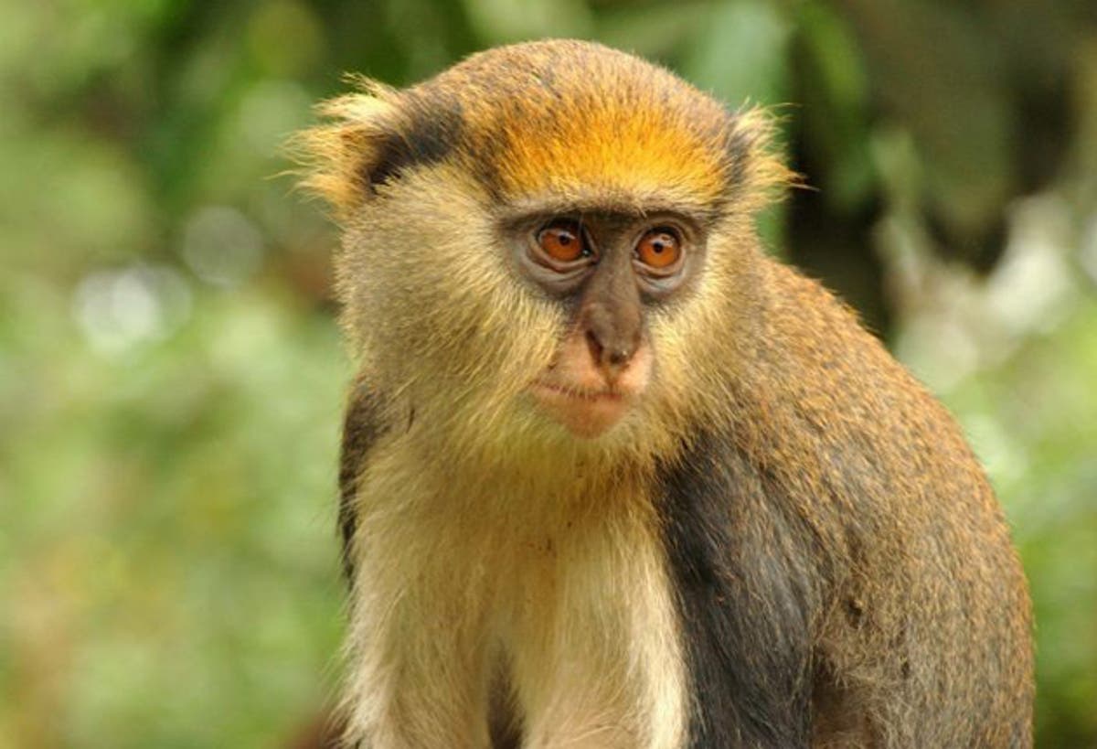 'Krak' (that's falling branch in monkey speak) | The Independent | The ...