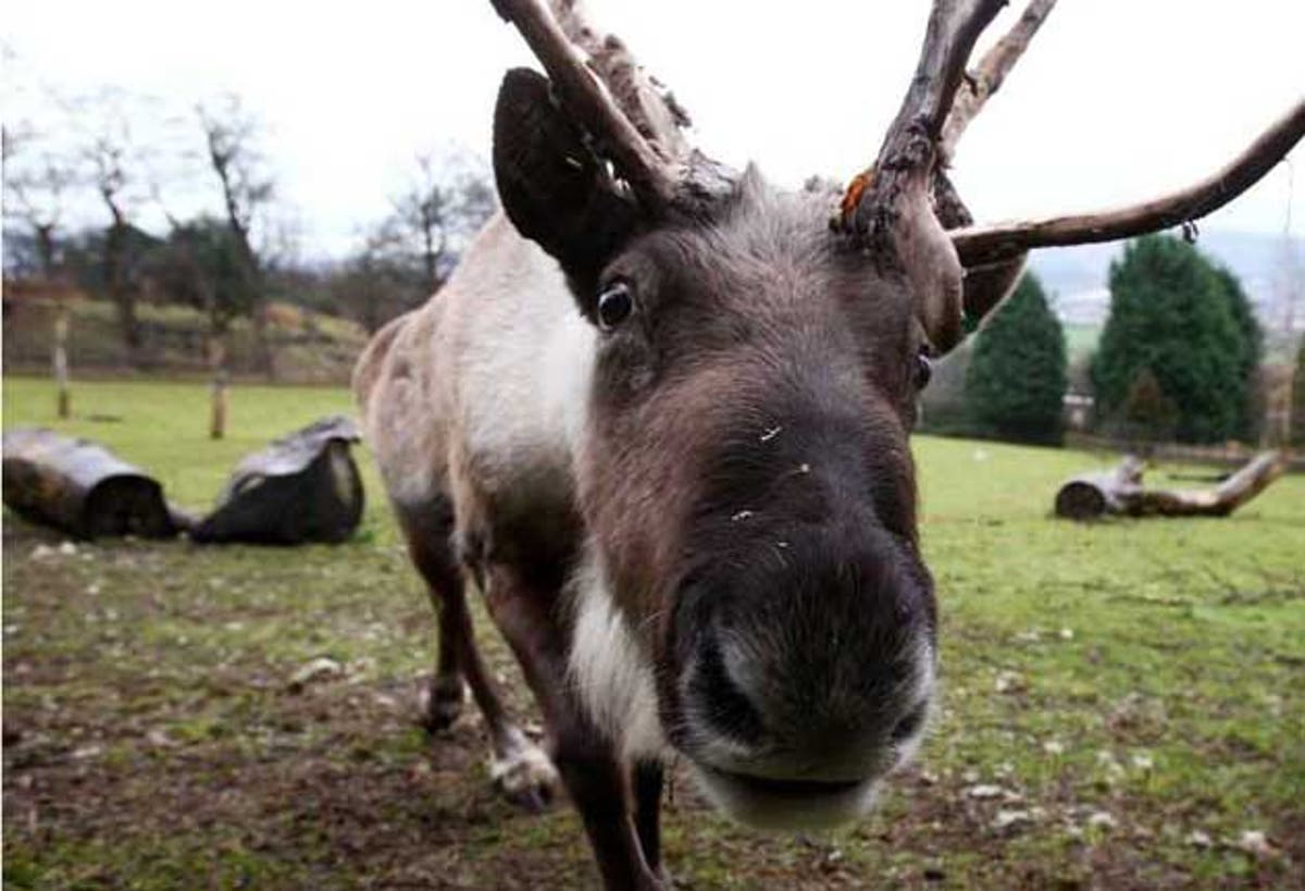 The real Rudolphs | The Independent | The Independent