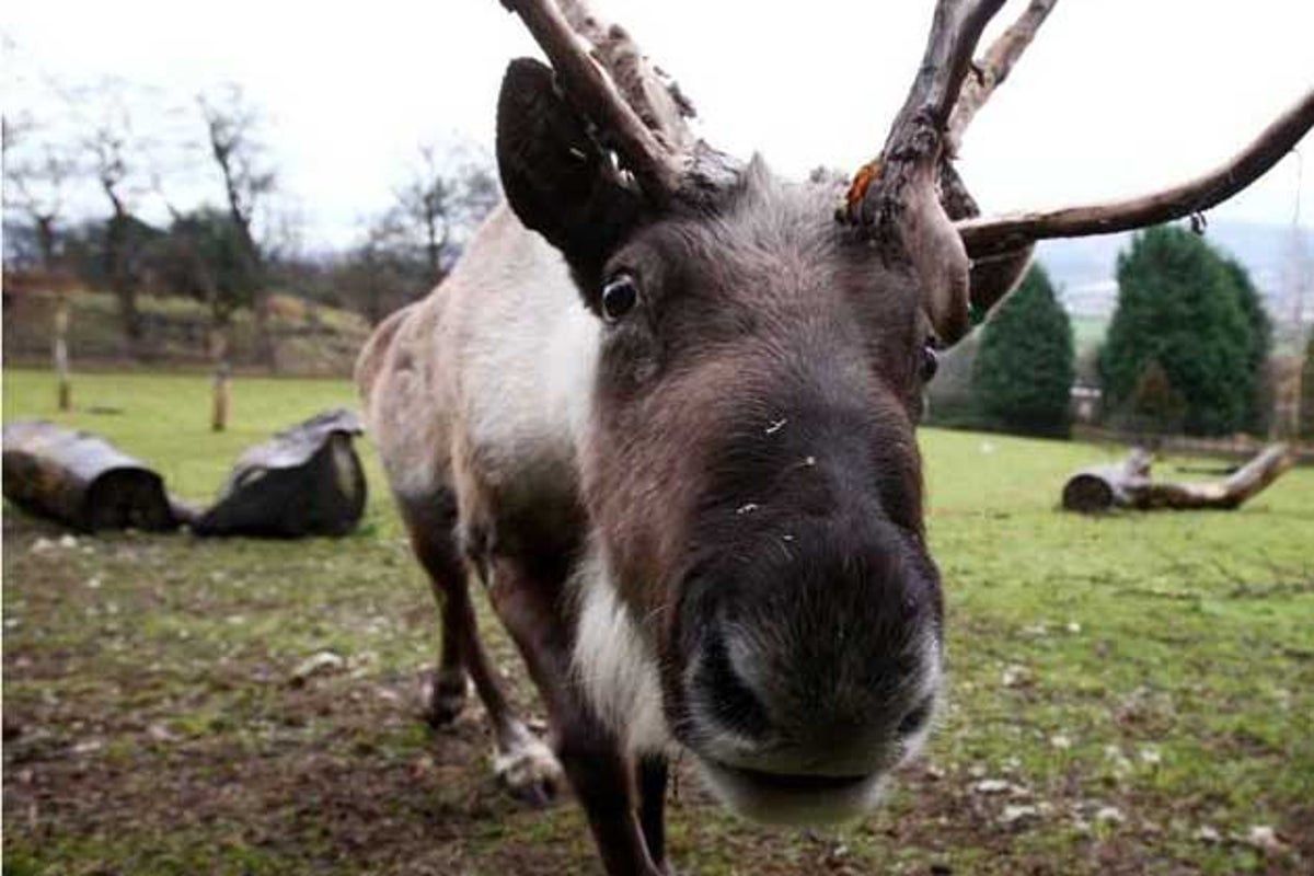 The real Rudolphs | The Independent | The Independent