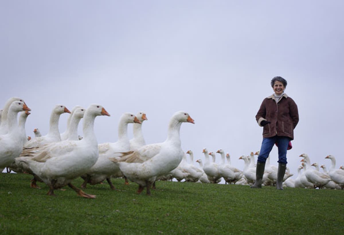 Four thousand geese a-laying golden eggs | The Independent | The ...