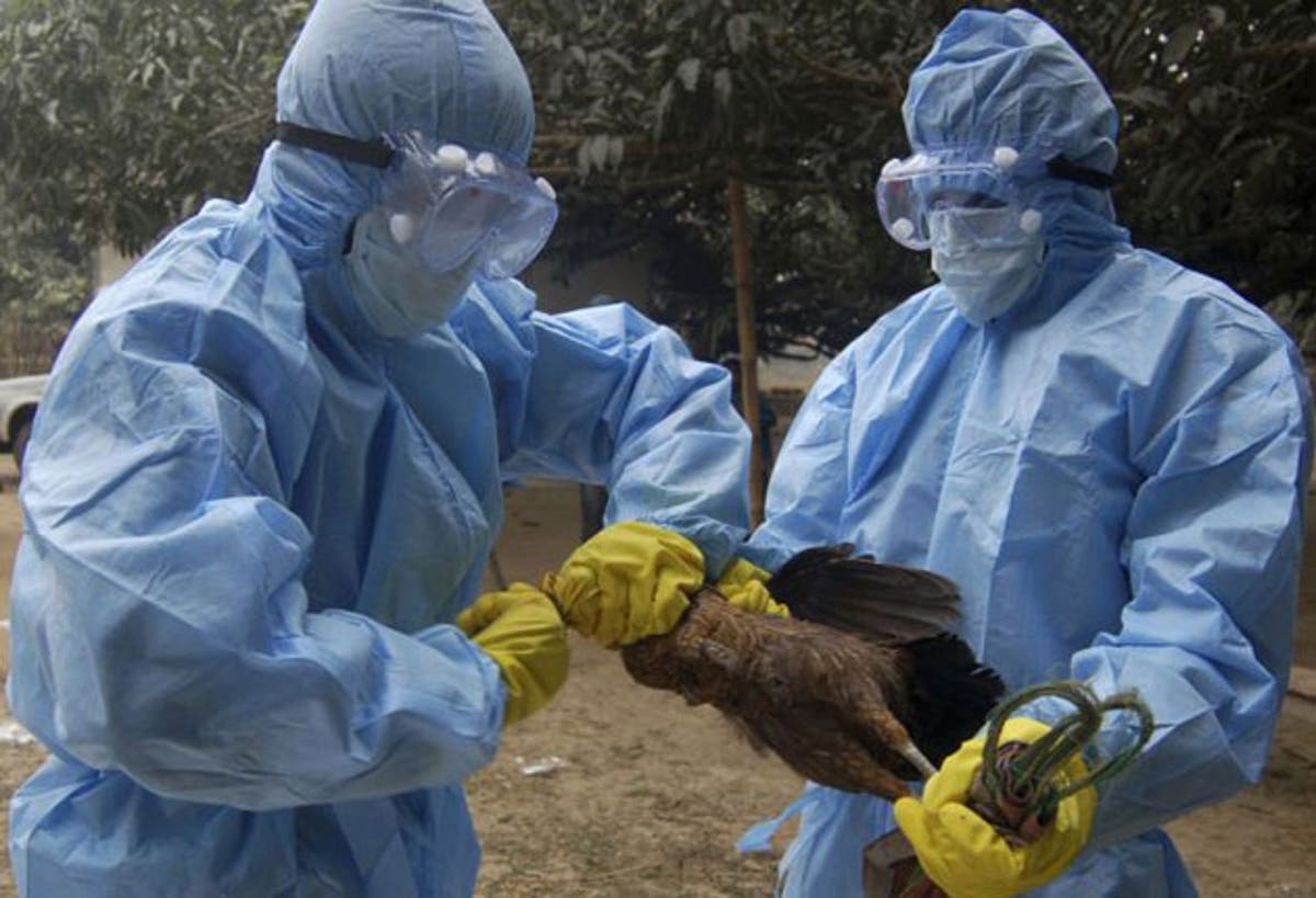 Deadly animal diseases poised to infect humans | The Independent | The ...