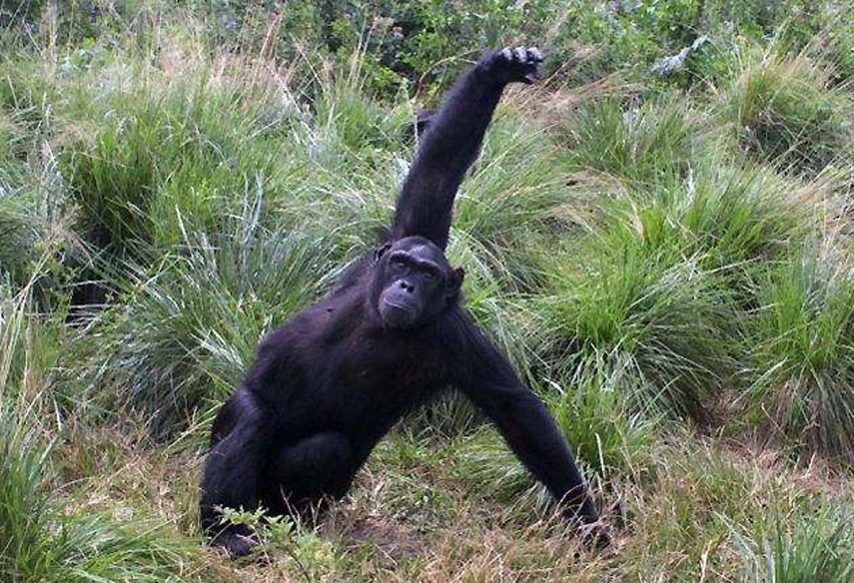 Fire holds no fears for chimps, says scientist | The Independent | The ...