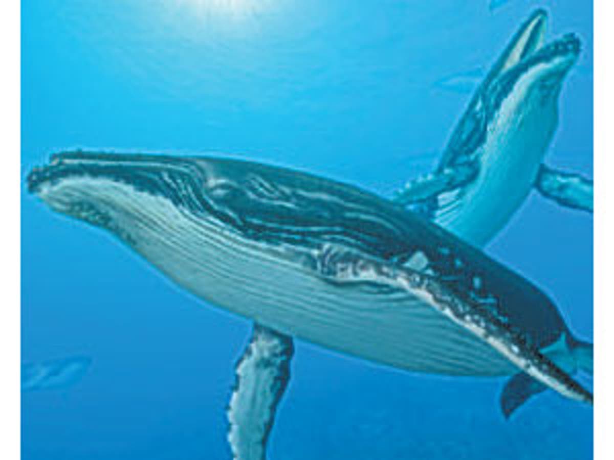 Games Reviews: Endless Ocean 2: Adventures of the Deep | The ...