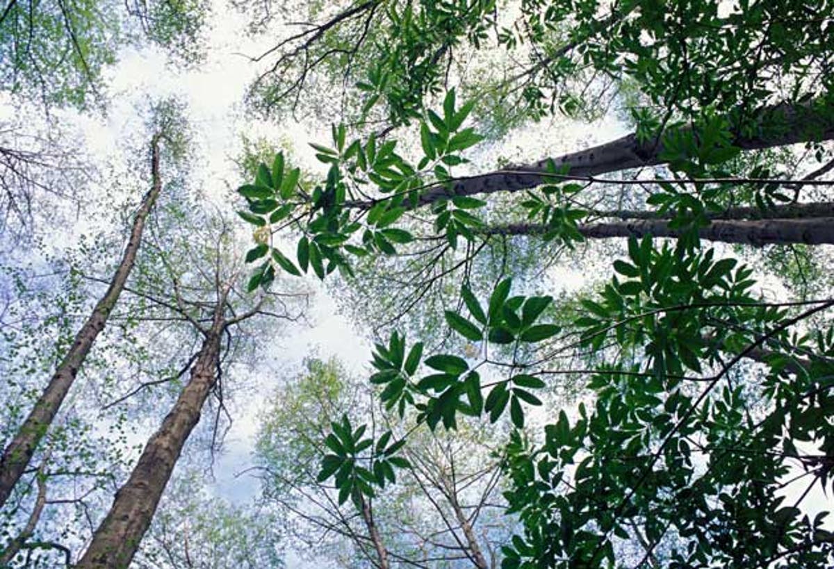 Global warming makes trees grow at fastest rate for 200 years | The ...