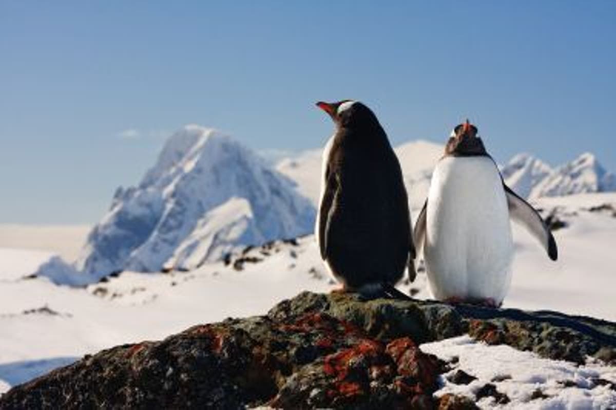 Penguin future looks perkier with marine zone: study | The Independent ...