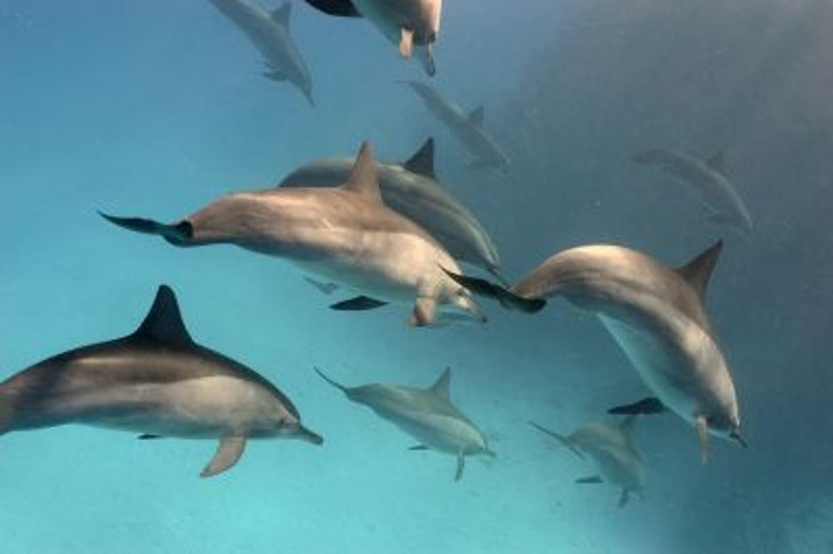 From dolphins to lasers, major science meet to cover it all | The ...