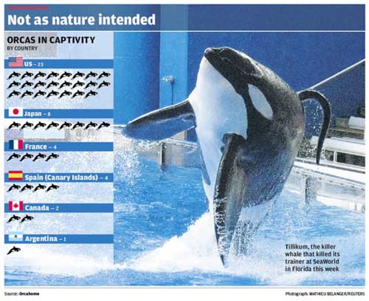 The Big Question: Should we be keeping animals such as killer whales in ...