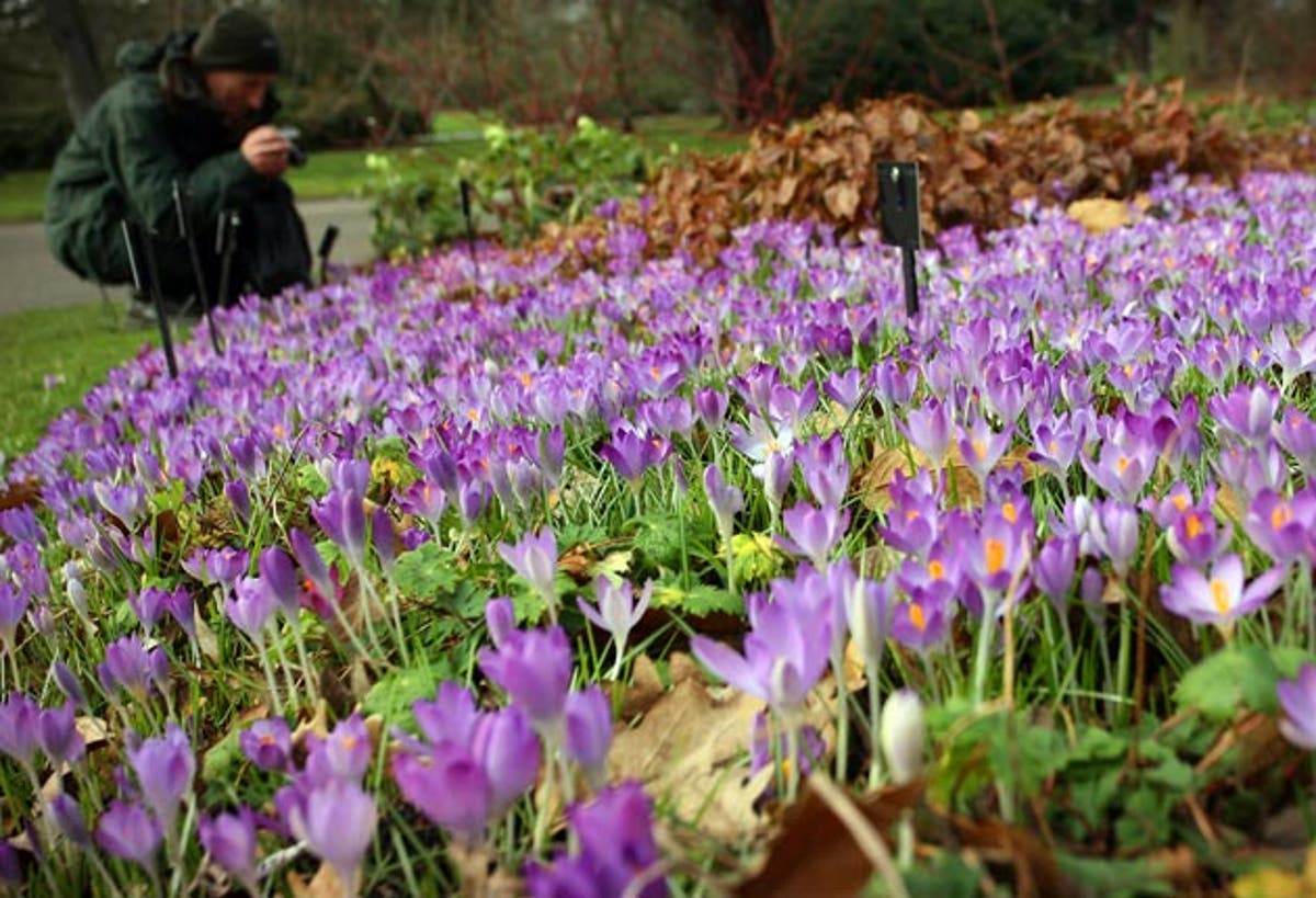 Spring is back to normal – after 15 freak mild years | The Independent ...